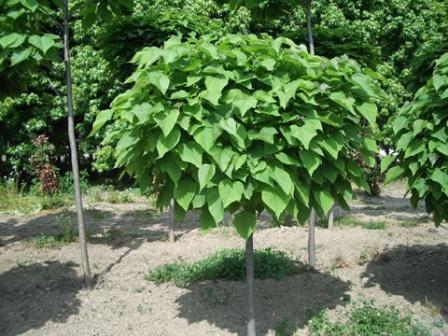 Catambra: cura e manutenzione | MosquitoWeb