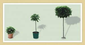 Catambra, la pianta anti zanzare | MosquitoWeb